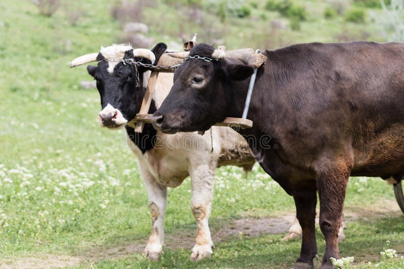 Pair Of Bulls stock photo. Image of lunch, animal, bovine - 61378972