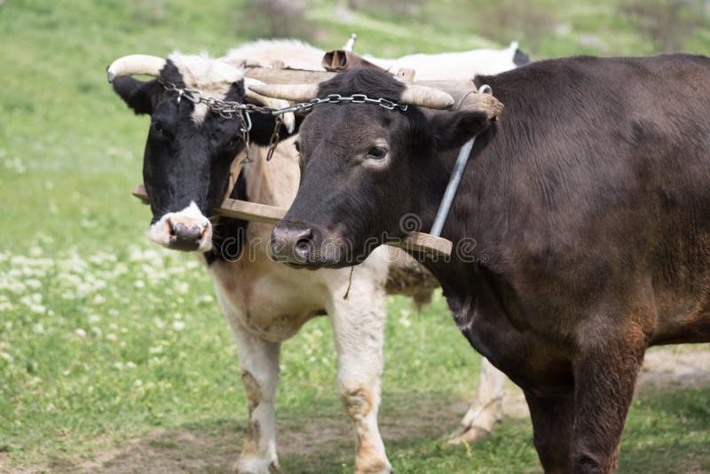 Pair of Bulls in a Wooden Yoke Stock Image - Image of horn, plow: 209955463