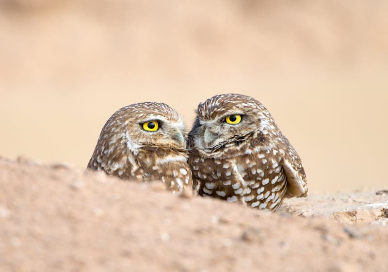 Raccoon stock photo. Image of zoology, rodent, beast - 13581352