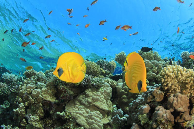 Pair of Butterflyfish stock image. Image of underwater - 20910499