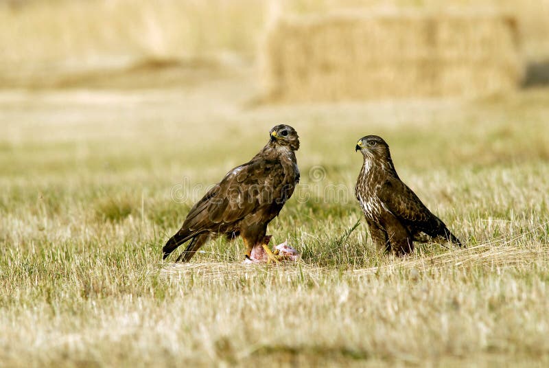 Pair of buzzard eagles stock image. Image of wings, natural - 24325765