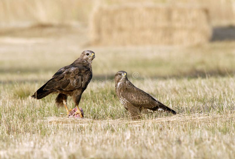 Pair of buzzards stock photo. Image of birds, animal - 21362308