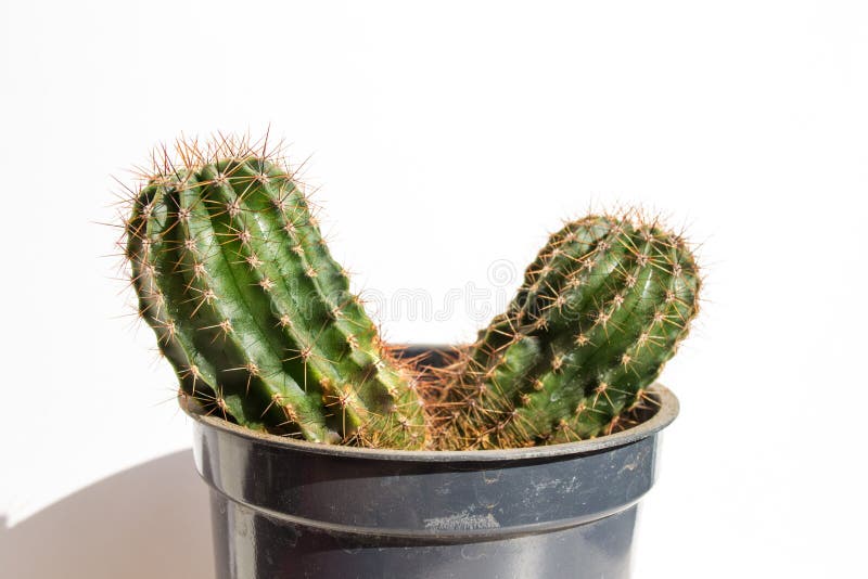Pair cactus in pot stock photo. Image of idea, flower - 59174626