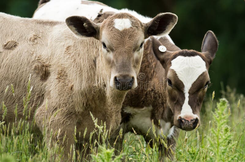 Two Calves in Green Grassy Field Stock Photo - Image of animal ...