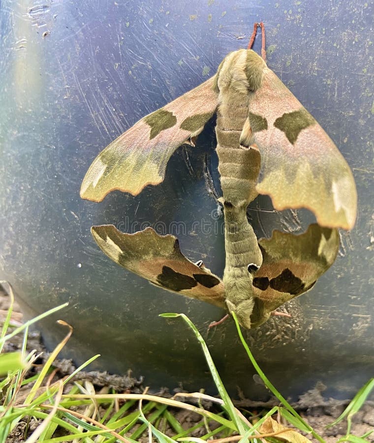 Pair of Camouflage Lime Hawkmoths Mating Stock Image - Image of ...