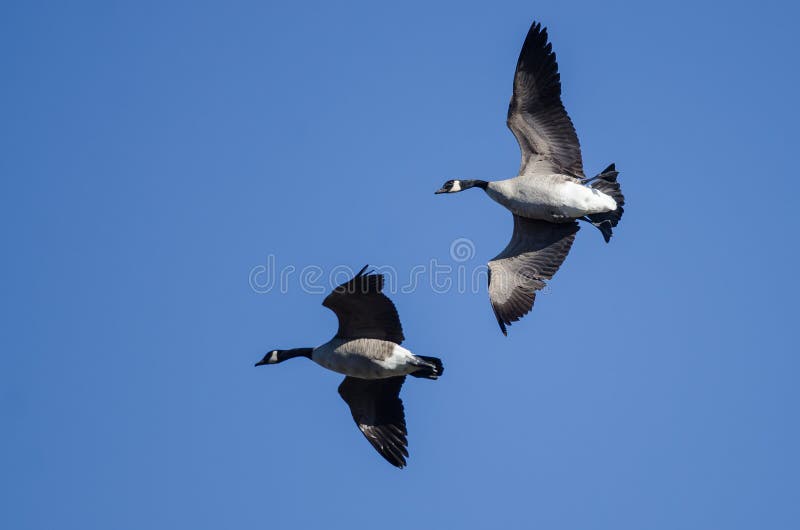 Pair of Canada Geese Flying in a Blue Sky Stock Photo - Image of pair ...