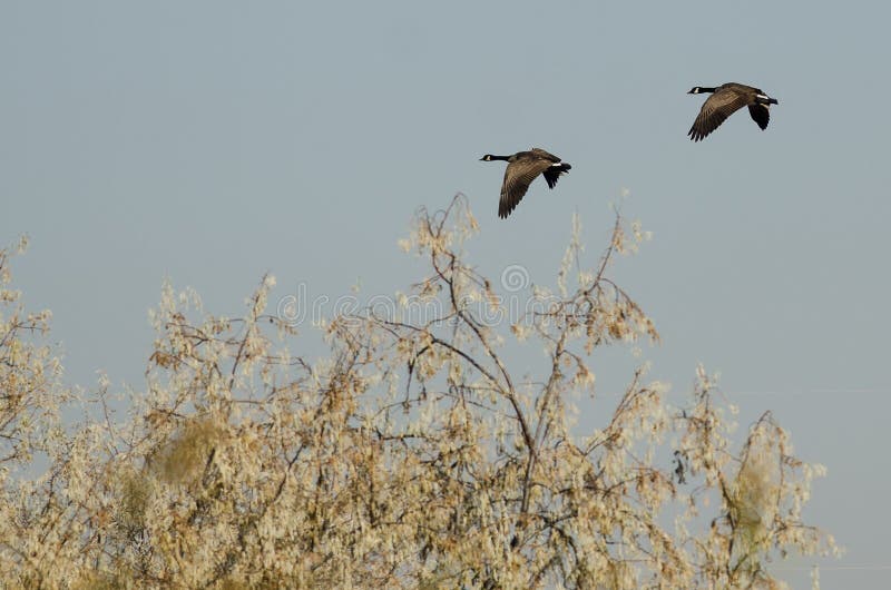 Pair of Canada Geese Flying Over the Wetlands Stock Photo - Image of ...