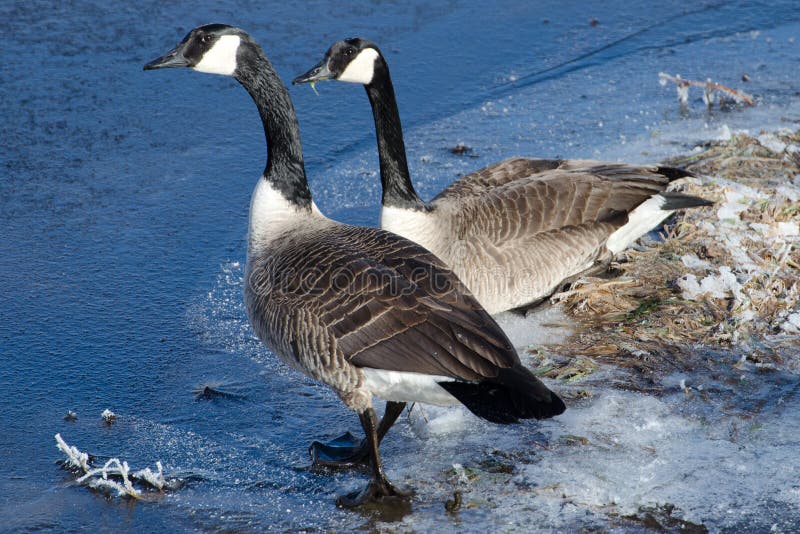 Pair of Canada Geese. stock image. Image of birds, fowl - 69533869