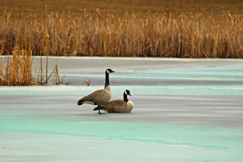 Pair of Canadian Geese Swimming Across a Lake Stock Photo - Image of ...
