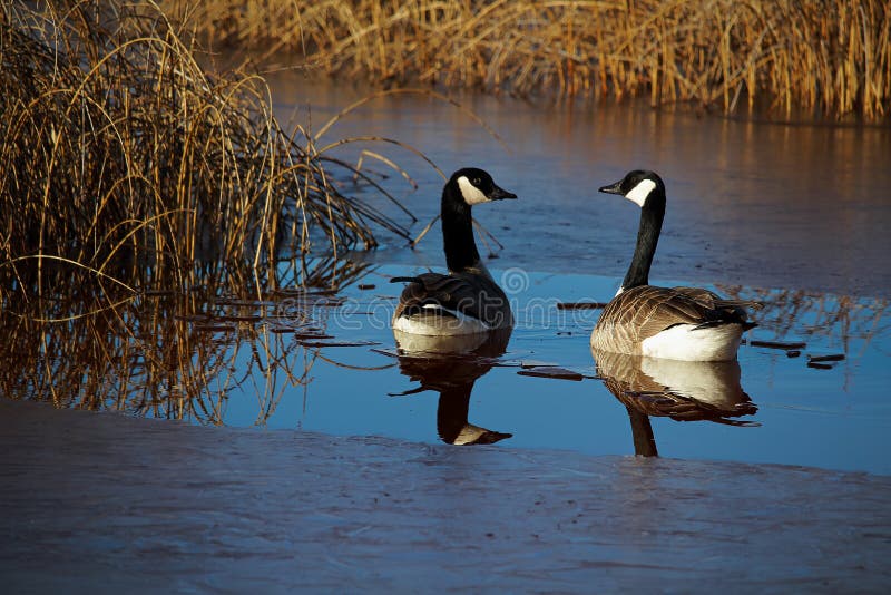 Pair of Canadian Geese Swimming Across a Lake Stock Photo - Image of ...