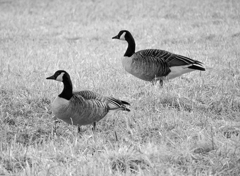 Canadian Geese Taking Flight Over A Frozen Lake Stock Photo - Image of ...