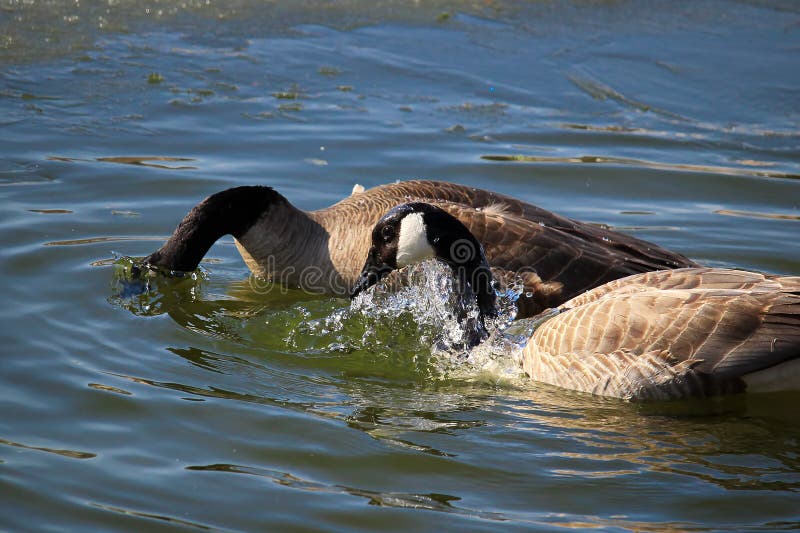 A Pair of Canadian Geese Washing and Preening Themselves in Water Stock ...