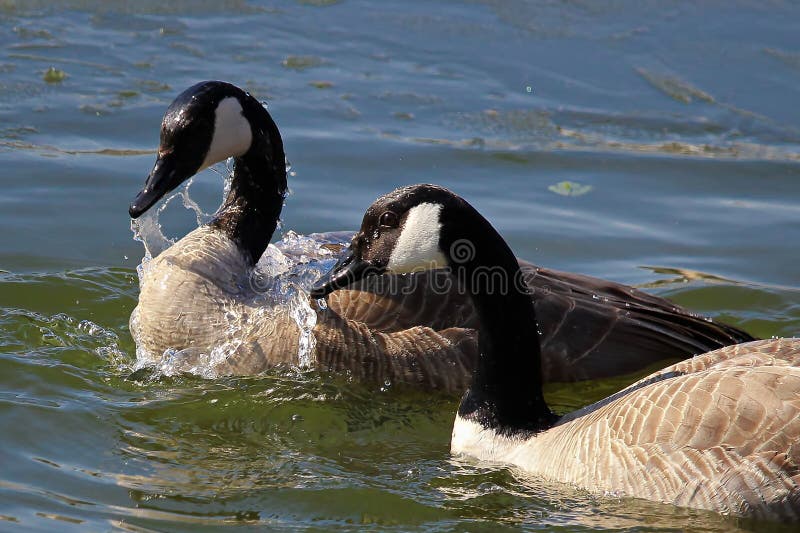 A Pair of Canadian Geese Washing Themselves in Water Stock Photo ...