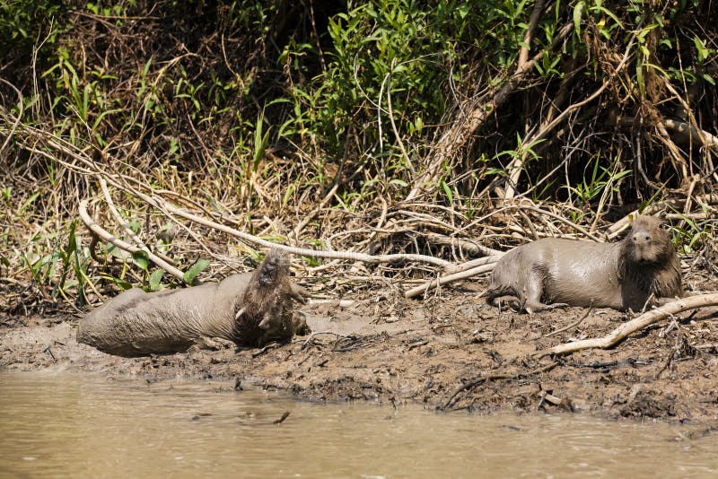 Capybara Taking Mud Bath Stock Photos - Free & Royalty-Free Stock ...