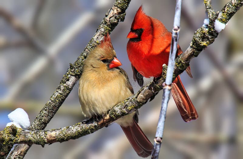 Perching cardinals stock image. Image of animal, nature - 241420247