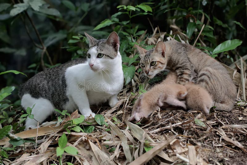 A Pair of Cats are Guarding Their Three Babies from Predators. Stock ...
