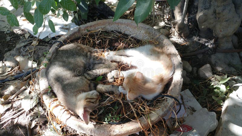 A Pair of Cats Sleeping in a Circular Pattern Inside a Round, Ceramic ...