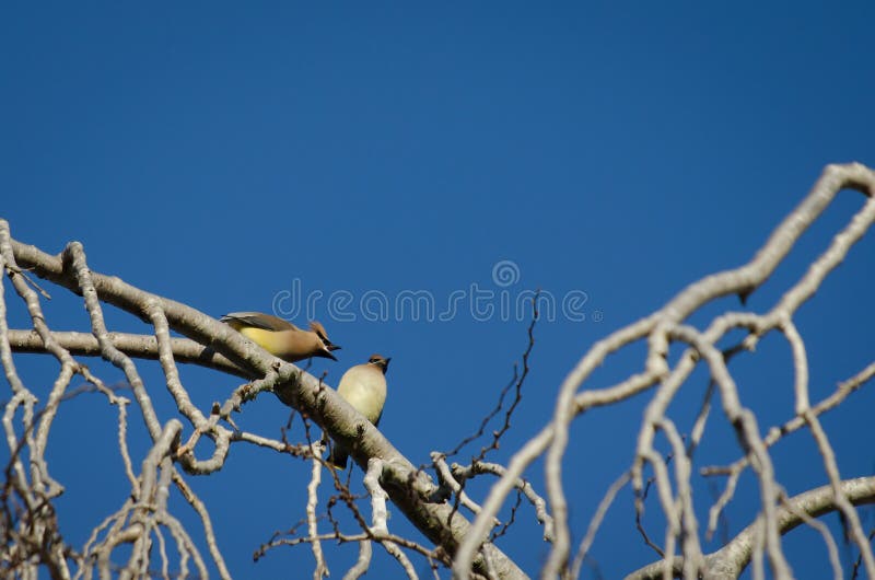 Squabbling Birds stock image. Image of aggression, bird - 29740989