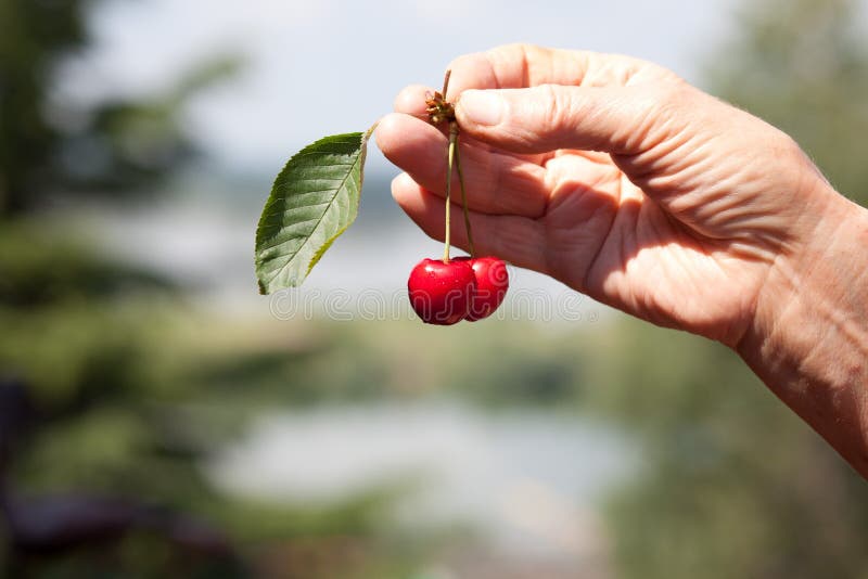 Pair of cherries stock image. Image of juicy, summer - 32108855