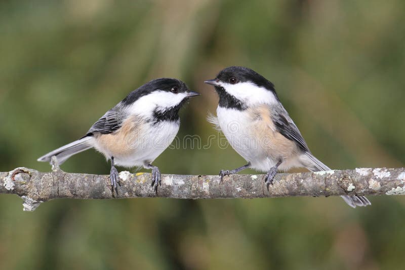 Pair of Chickadees on a Branch Stock Image - Image of black, bird: 15723425