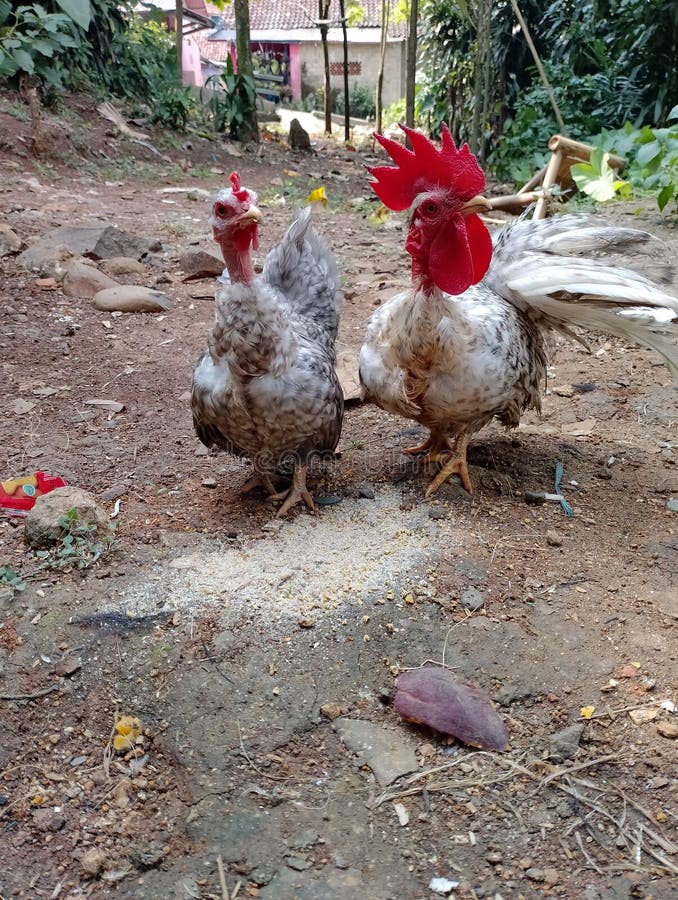 A pair of chicken kate stock photo. Image of chicken - 266222682