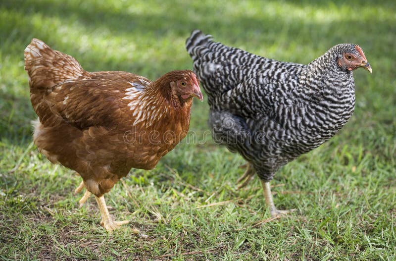 Pair of chickens stock image. Image of couple, grass - 10905975