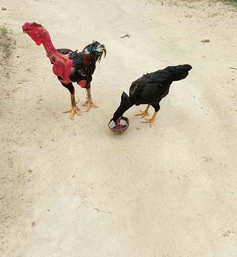 A pair of chickens stock image. Image of garden, animals - 249715985
