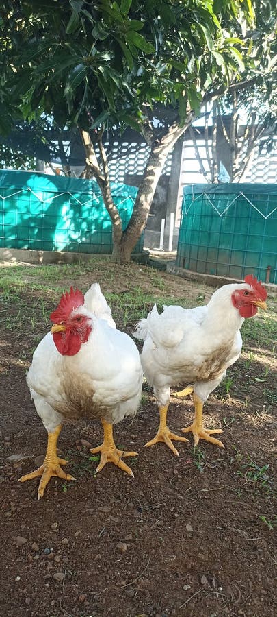 A pair of chickens stock photo. Image of animal, waterfowl - 261646026