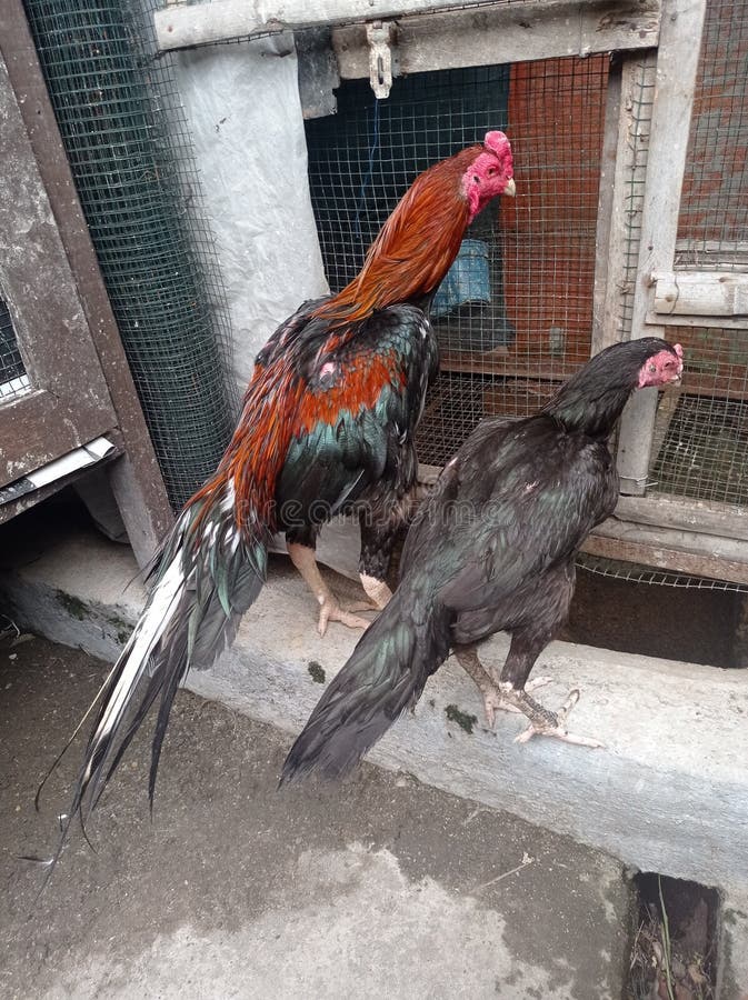 A Pair of Chickens Making Love beside the Coop in the Afternoon Stock ...