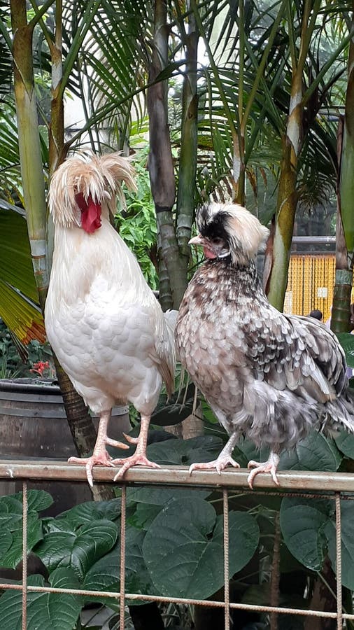 A Pair of Chickens Standing on the Fence Stock Photo - Image of rooster ...