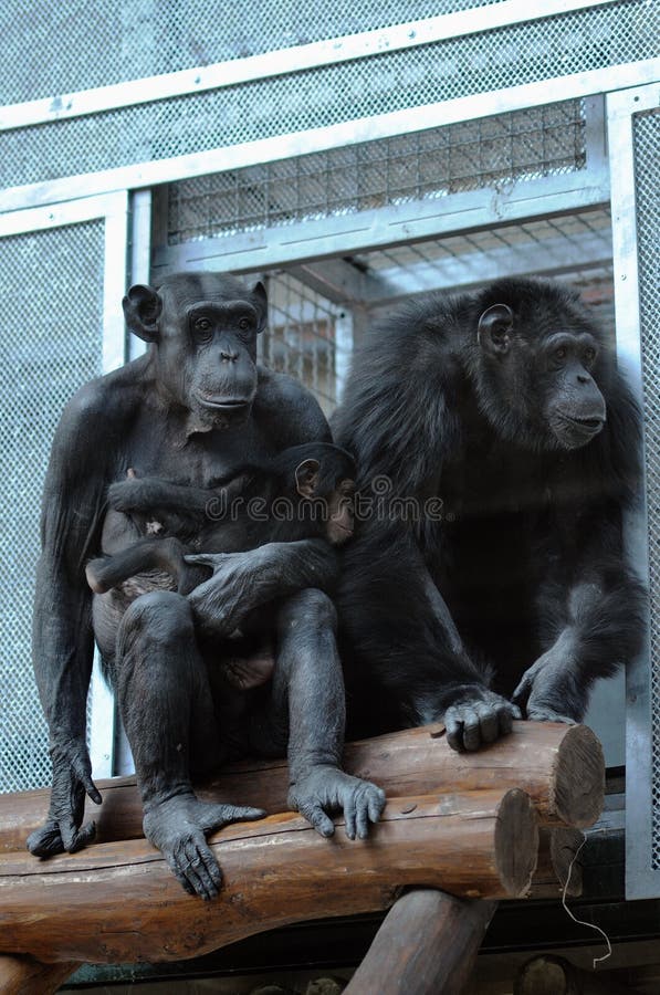 Two Chimpanzees Grooming Each Other Stock Photo - Image of grooming ... Two Chimpanzees Grooming Each Other Stock Photo - Image of grooming ...