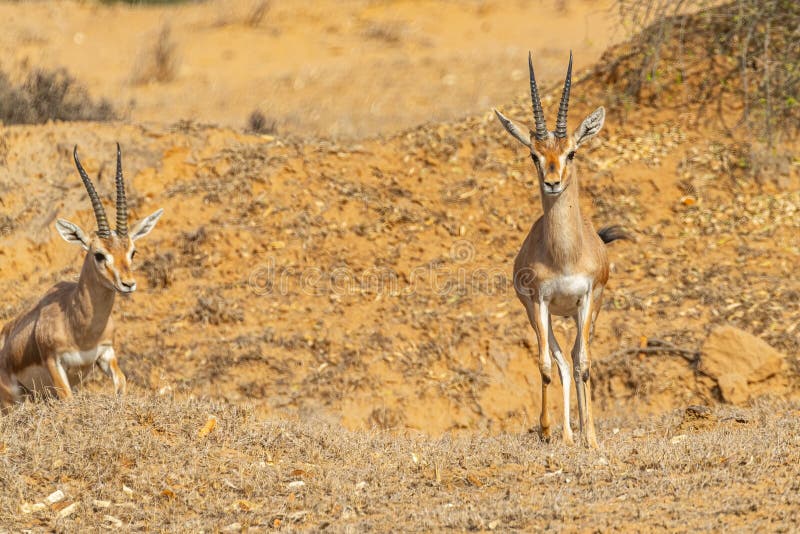 280 Chinkara Stock Photos - Free & Royalty-Free Stock Photos from ...