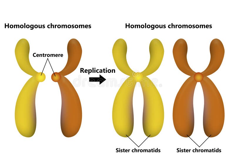Pair of Chromosomal Crossover and Replication Process Stock ...