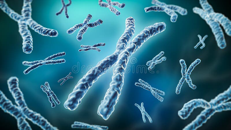 Homologous Chromosomes Stock Illustrations – 65 Homologous Chromosomes ... Homologous Chromosomes Stock Illustrations – 65 Homologous Chromosomes ...