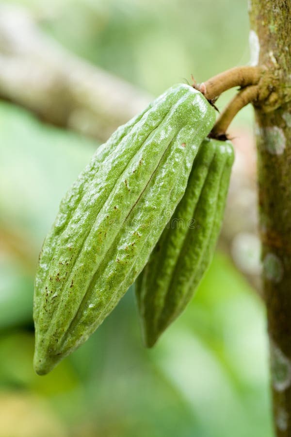 Pair of Cocoa Fruit stock image. Image of tropical, cocoa - 3253411