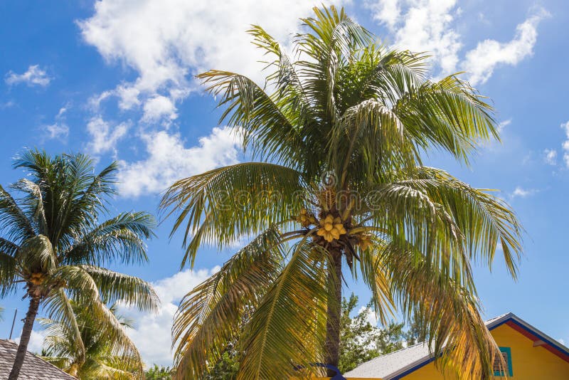 Nearly Ripe Coconuts Stock Photos - Free & Royalty-Free Stock Photos ... Nearly Ripe Coconuts Stock Photos - Free & Royalty-Free Stock Photos ...