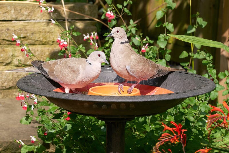 A Pair of Collared Doves Feeding Stock Photo - Image of gray, fence ...