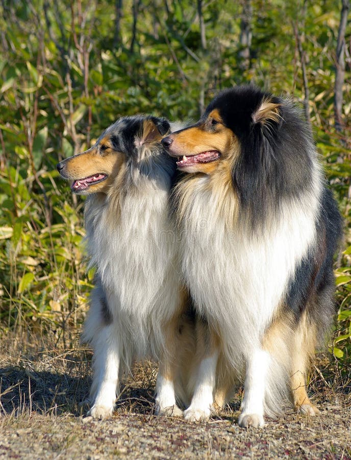 Pair collie stock photo. Image of animals, collie, fauna - 11534298