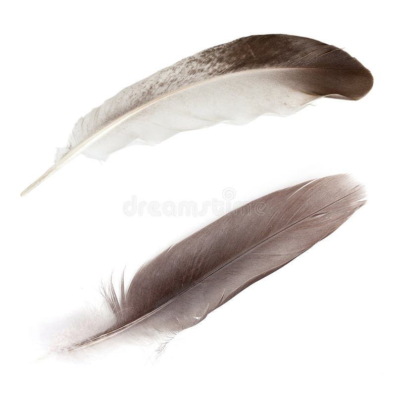 Pair of Color Feather of Dove, Isolated on White Background. Close-up ...