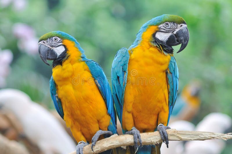 Two macaw love birds stock photo. Image of nature, beautiful - 4986274