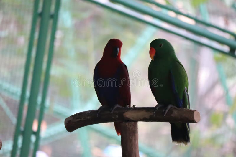 Finch Casually Perched Stock Photos - Free & Royalty-Free Stock Photos ...