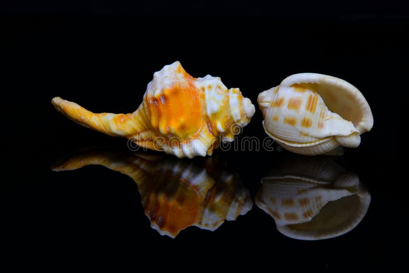 Common Conch Shells On Dark Background Stock Image - Image of common ...