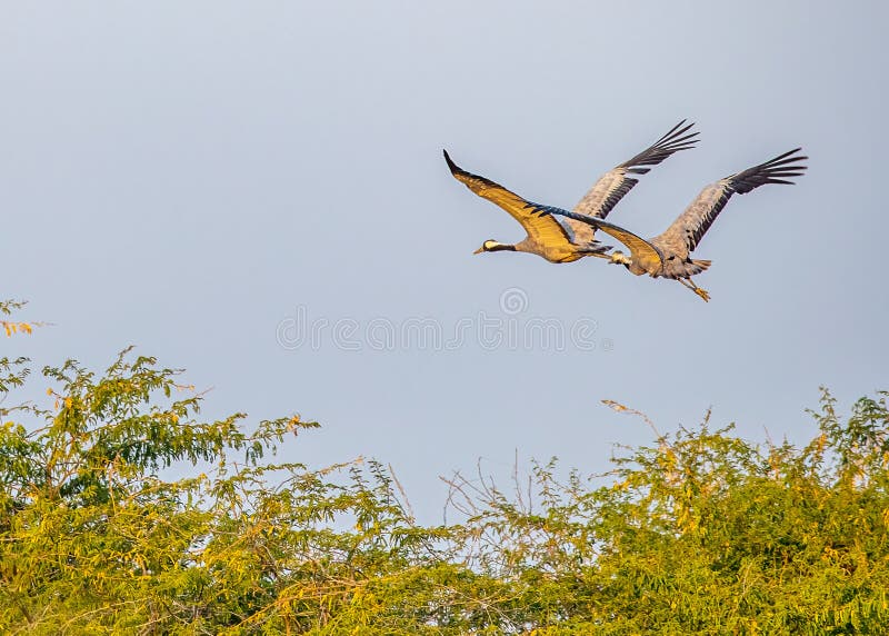 A pair of Common Cranes stock photo. Image of feed, crane - 271345102