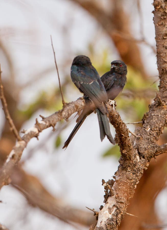A pair of Common Drongos stock image. Image of aggressive - 24040197