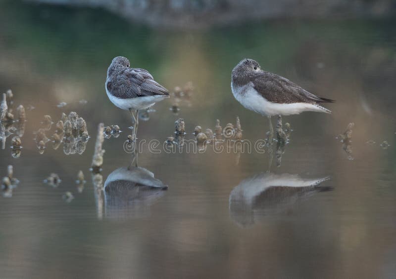 A Pair of Common Greenshank Resting at Asker Marsh, Bahrain Stock Photo ...