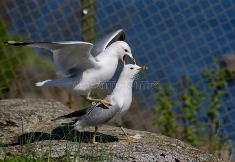 Seagull Mating stock image. Image of seagulls, nature - 14397981
