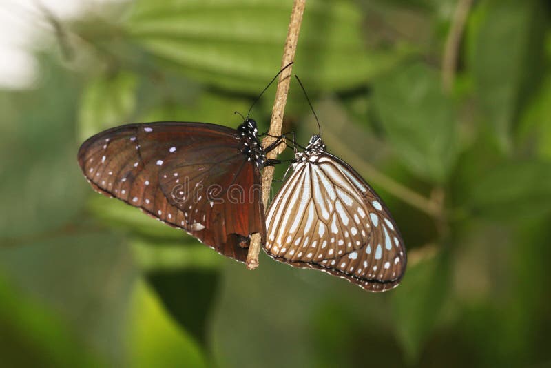 A Pair of Common Indian Crow, Euploea Core, Butterflies Stock Image ...