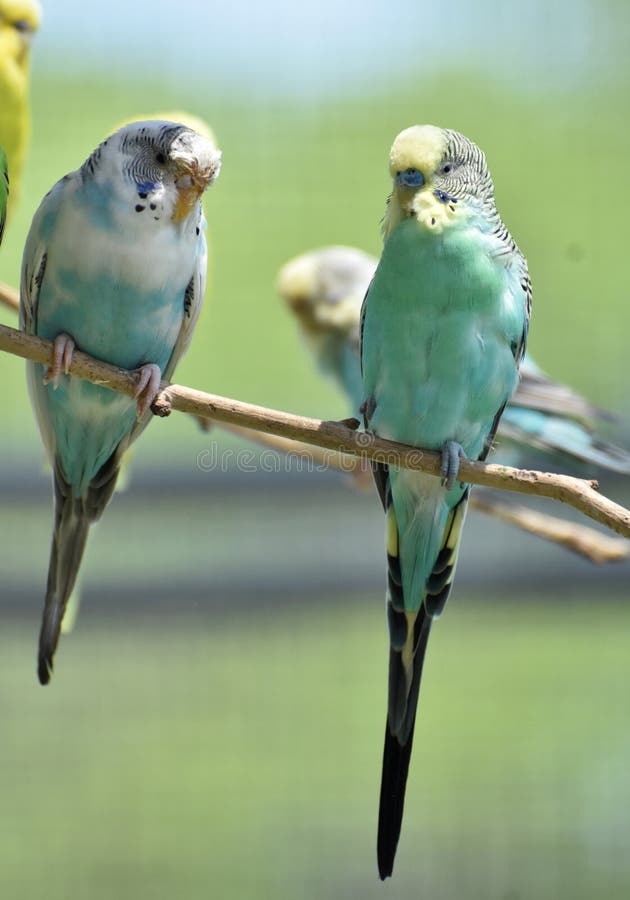 Pair of Common Parakeets on a Thin Tree Branch Stock Photo - Image of ...