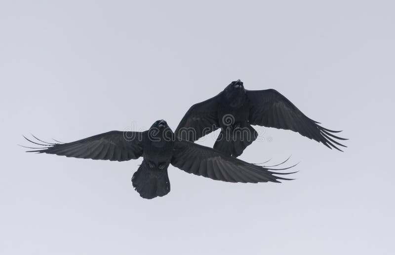 Pair of Common Ravens Playing Together High in Sky with Stretched Wings ...