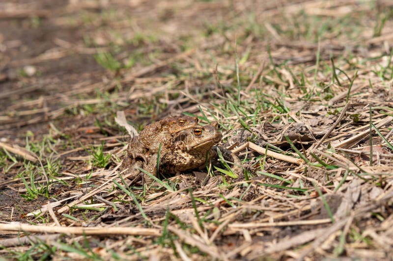 Pair of Common Toads in Amplexus among Dry Grass Stock Image - Image of ...